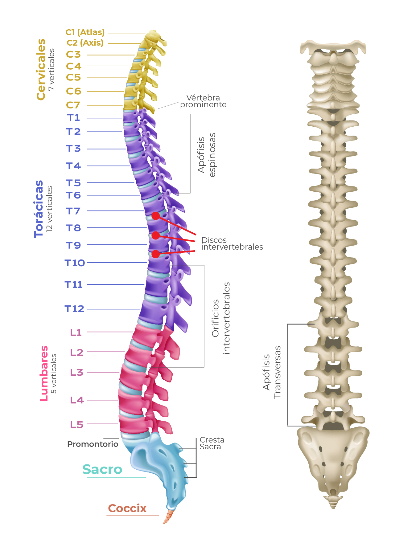 Anatomía de columna y disco intervertebral – Centro de la Columna Vertebral